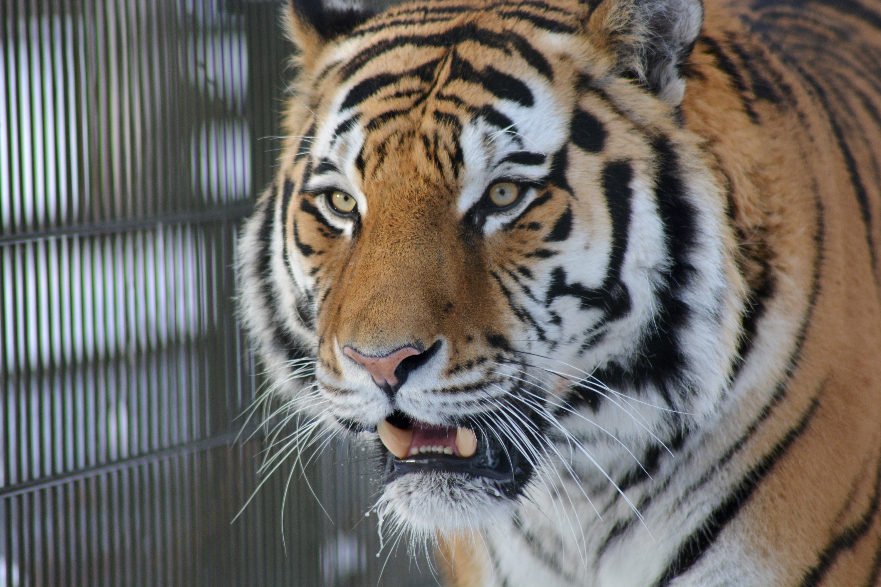 Tiigriorg - Loomaaia Sõprade Selts