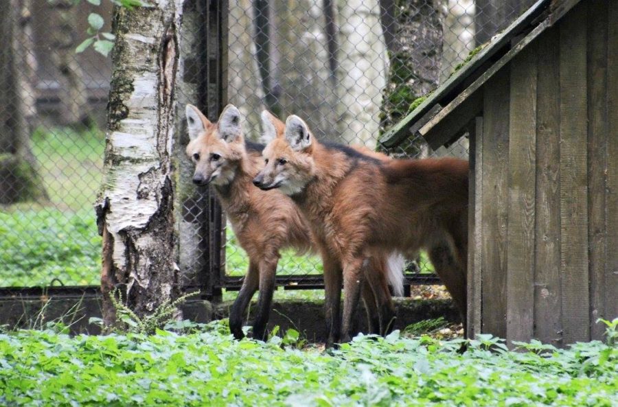 Lakkhunt - Loomaaia Sõprade Selts